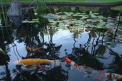 How To Make The Perfect Koi Pond | In The Garden Tips and Comments